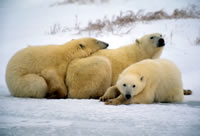 Polar bear populations on the decline | WWF