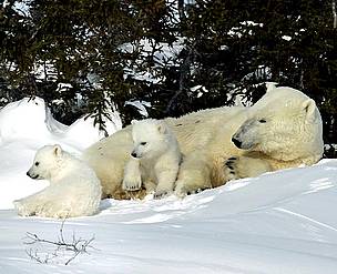 Arctic nations take important first step towards saving polar bears | WWF