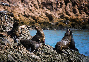 An integrated effort for the peruvian ocean | WWF