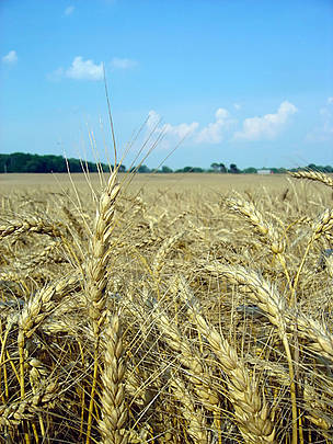 Basic food crops dangerously vulnerable | WWF