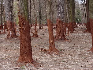 Little action apparent on toxic tailings six months after Hungary red ...