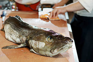 Europe’s cod on the brink of recovery or collapse? | WWF