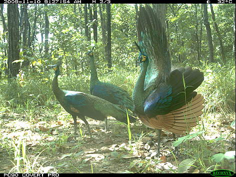 Green Peafowl | WWF