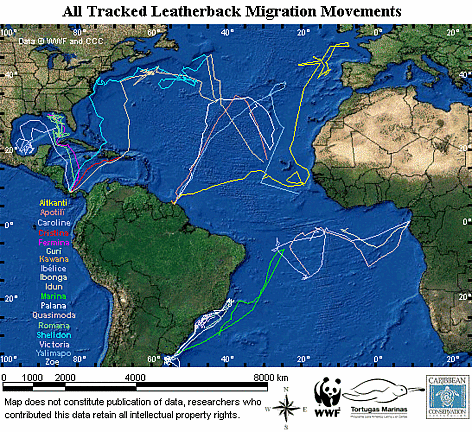 WWF - Where are the leatherback turtles?