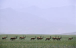 Shahtoosh traders arrested | WWF