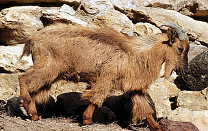 Arabian Tahr gets royal protection | WWF