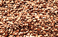 The nut that could help save the Amazon | WWF