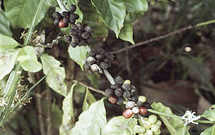 Illegally grown coffee threatens tiger habitat in Indonesia | WWF