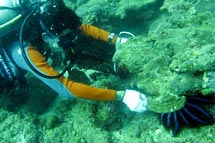 Trash Pick-up and Removal of Crown of Thorns in Had Tai Muang Reef | WWF