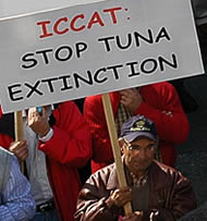 Stop bluefin tuna massacre in the Mediterranean | WWF
