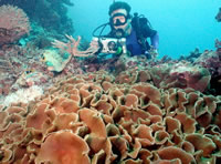 WWF surveys Fiji's Great Sea Reef | WWF