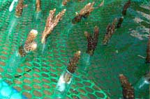 Coral Relocation Project in Phuket | WWF