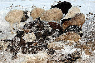 Mongolian dzud kills 5.5 million livestock | WWF