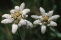 Edelweiss, the Queen of the Alps, in danger! | WWF