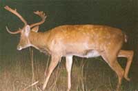 Rare pictures of threatened Eld’s deer in Cambodia | WWF