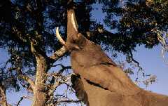 China gets green light to buy ivory | WWF