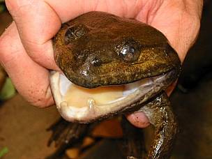 Close Encounters: new species discoveries in the Greater Mekong | WWF