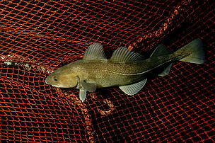 Endangered Grand Banks cod catch doubles in 2008 | WWF