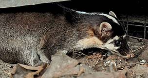 Three new species discovered in Bhutan for the first time | WWF