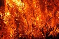 Finding solutions to wildfires | WWF