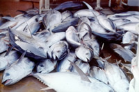 Pirate fishing thrives under flags of convenience, warns report | WWF