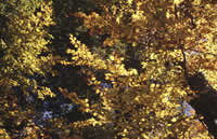 Alarming lack of forest protection in Europe | WWF