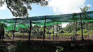 Indigenous trees make a return | WWF