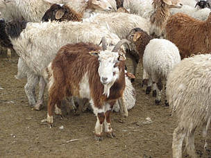 The number of goat has increased in one aimag only | WWF