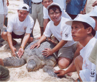 Sea turtle conservation in Cambodia takes first big step | WWF