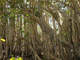 International year of biodiversity : "destruction of natural habitats ...