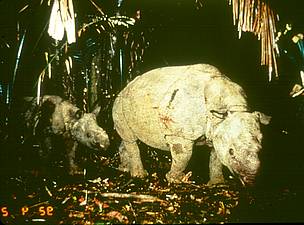 Saving the last rhinos in Vietnam | WWF