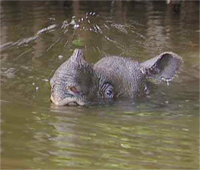 Factsheet: Asian Rhinoceros | WWF