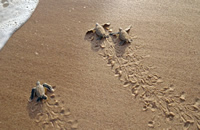 South Pacific aims to improve leatherback turtle protection | WWF