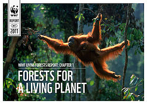 Governments and business must unite in joint action to stop forest loss ...