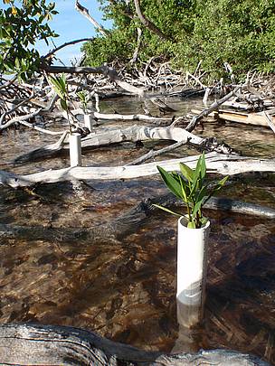 WWF anuncia a los ganadores del Reto Desarrollo Amigable con el Mangle ...