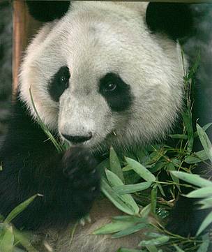 Panda Ambassador Mei Lan ushers in Chinese New Year by launching Earth ...