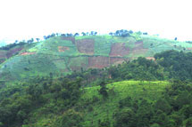 Planting Trees to Have a Forest | WWF