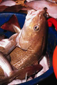 No justice, chance for cod recovery is lost | WWF