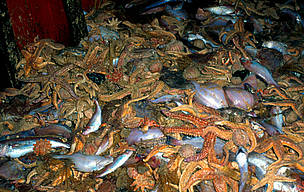 Scandinavia takes a big step to end discards | WWF