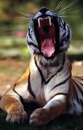 Bengal Tiger Video | WWF