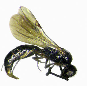 Two New Insect Species Discovered in Wadi Wurayah | WWF