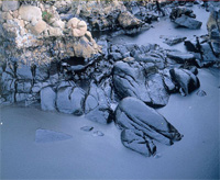 Shell poses unacceptable oil spill threat | WWF