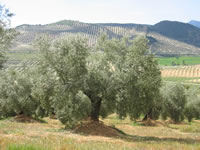 Electric olives | WWF