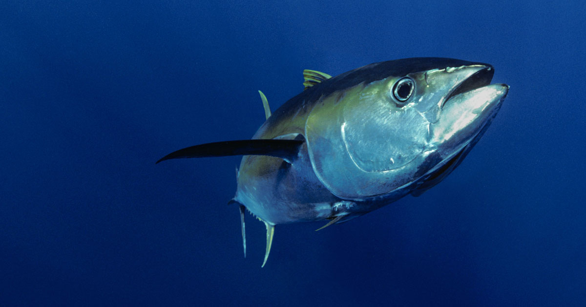 El hecho de que tantos barcos corran atrás de tan poco pescado pone en ...