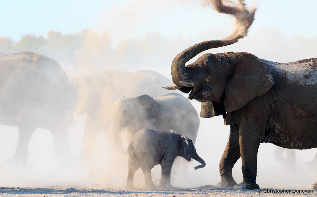 Taiwan announces plan to ban domestic ivory trade | WWF