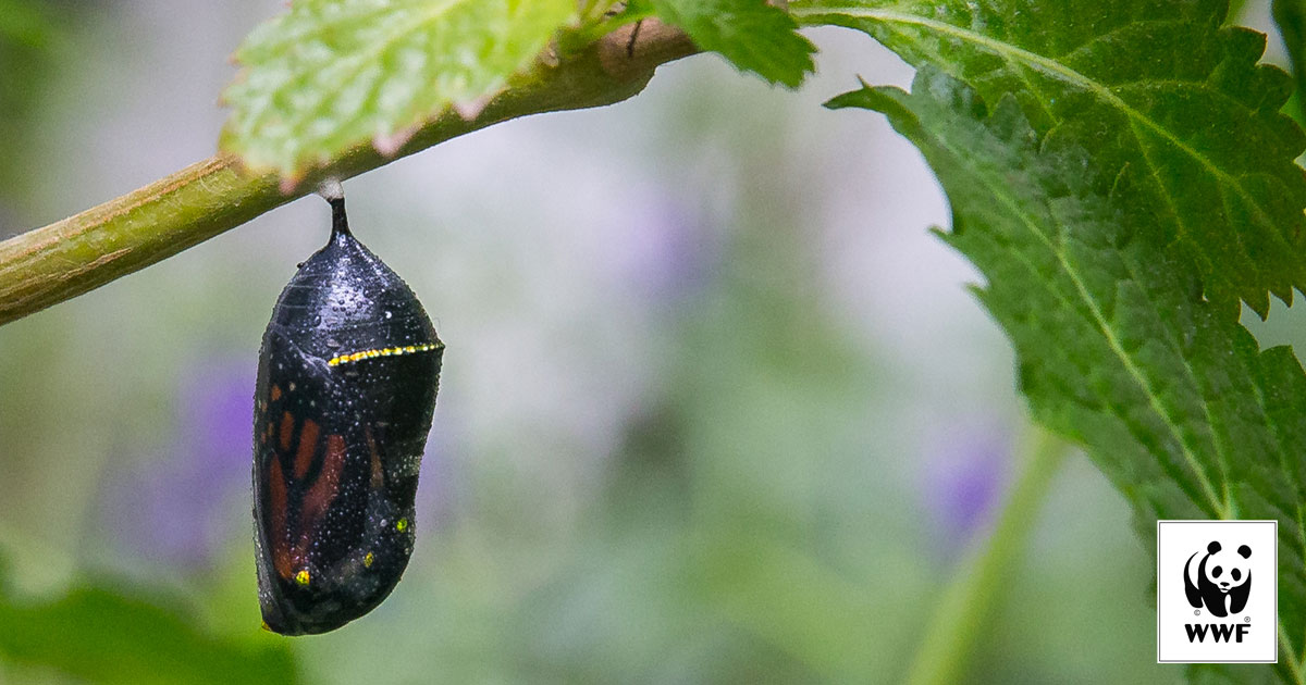 Las monarcas llegan al Mariposario de Chapultepec | WWF
