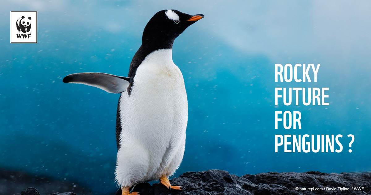 WWF - Rocky future for penguins | WWF