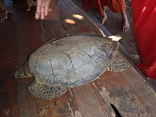 Last minute escape for a lucky hawksbill turtle | WWF