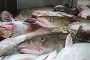 Cod is in hot water as climate change compounds the effects of over ...