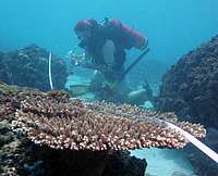 WWF maps coral reefs in Arabian Gulf | WWF